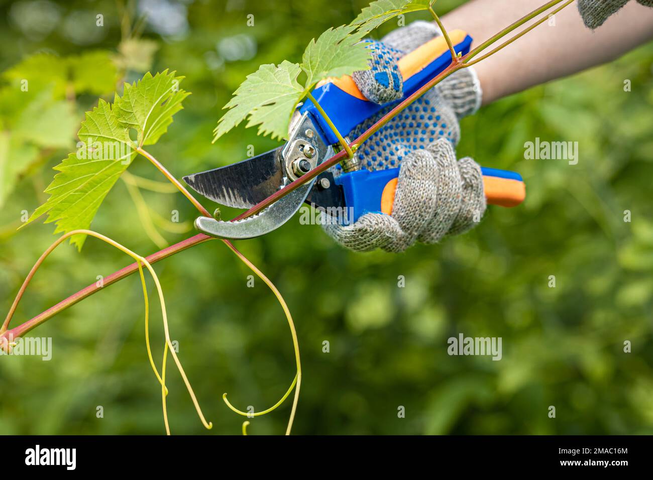 gardener cuts a branch of grapes with scissors. gardener trimming a ...