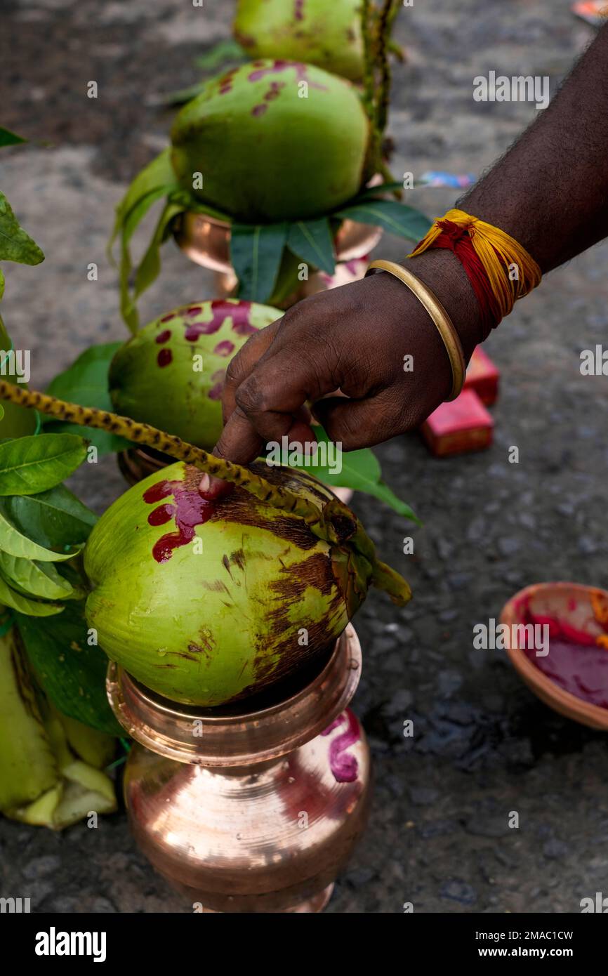 A priest puts sacred marks of on green coconuts as he performs rituals ...