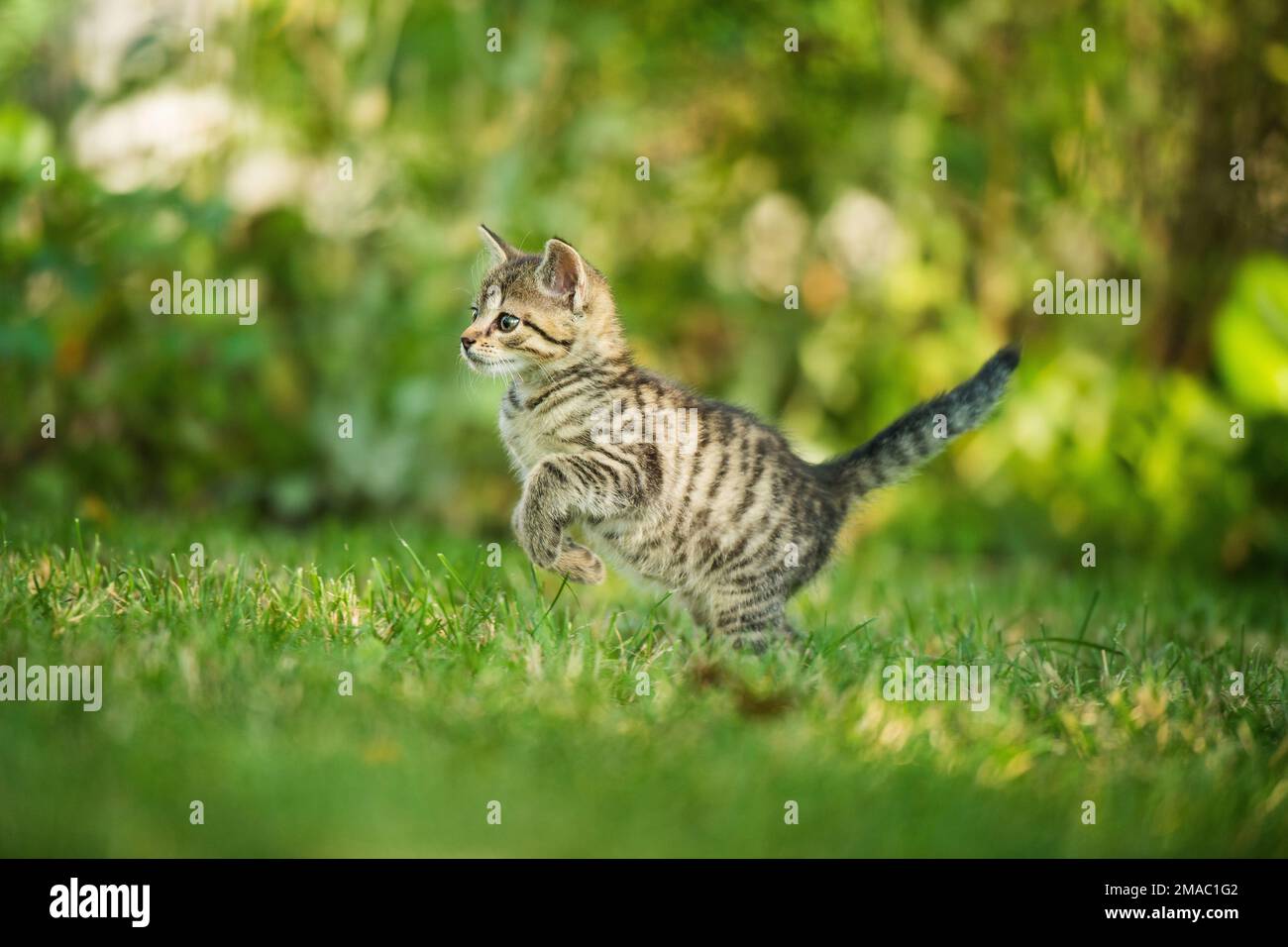 Cute tabby kitten running in a sommer meadow Stock Photo - Alamy