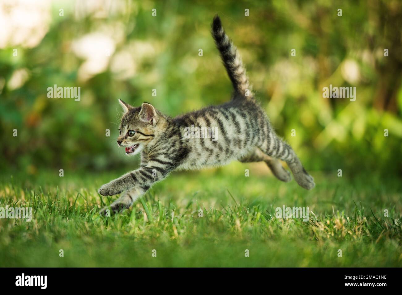 Cute tabby kitten running in a sommer meadow Stock Photo - Alamy