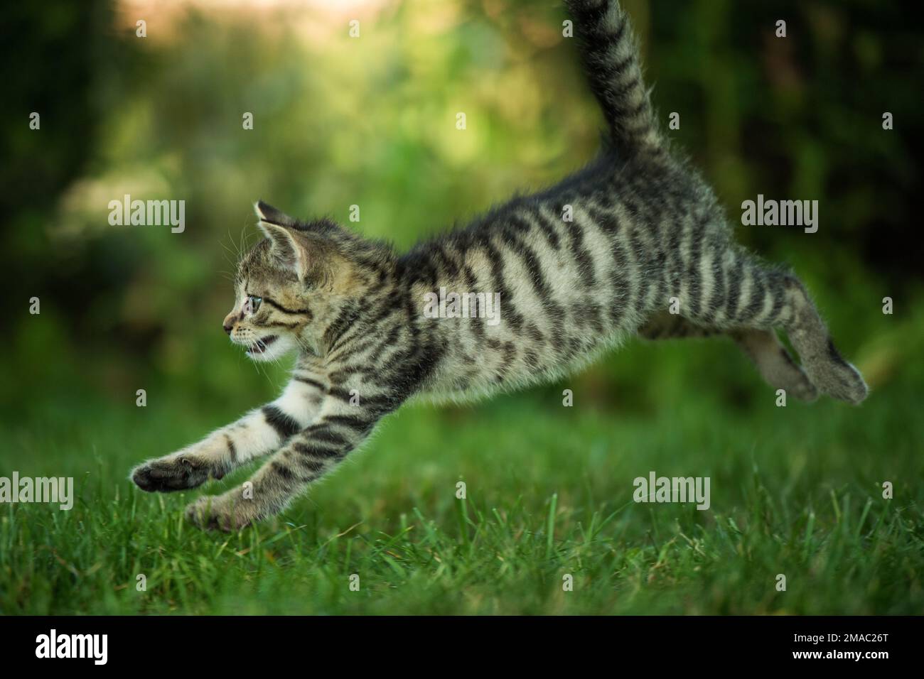 Cute tabby kitten running in a sommer meadow Stock Photo - Alamy