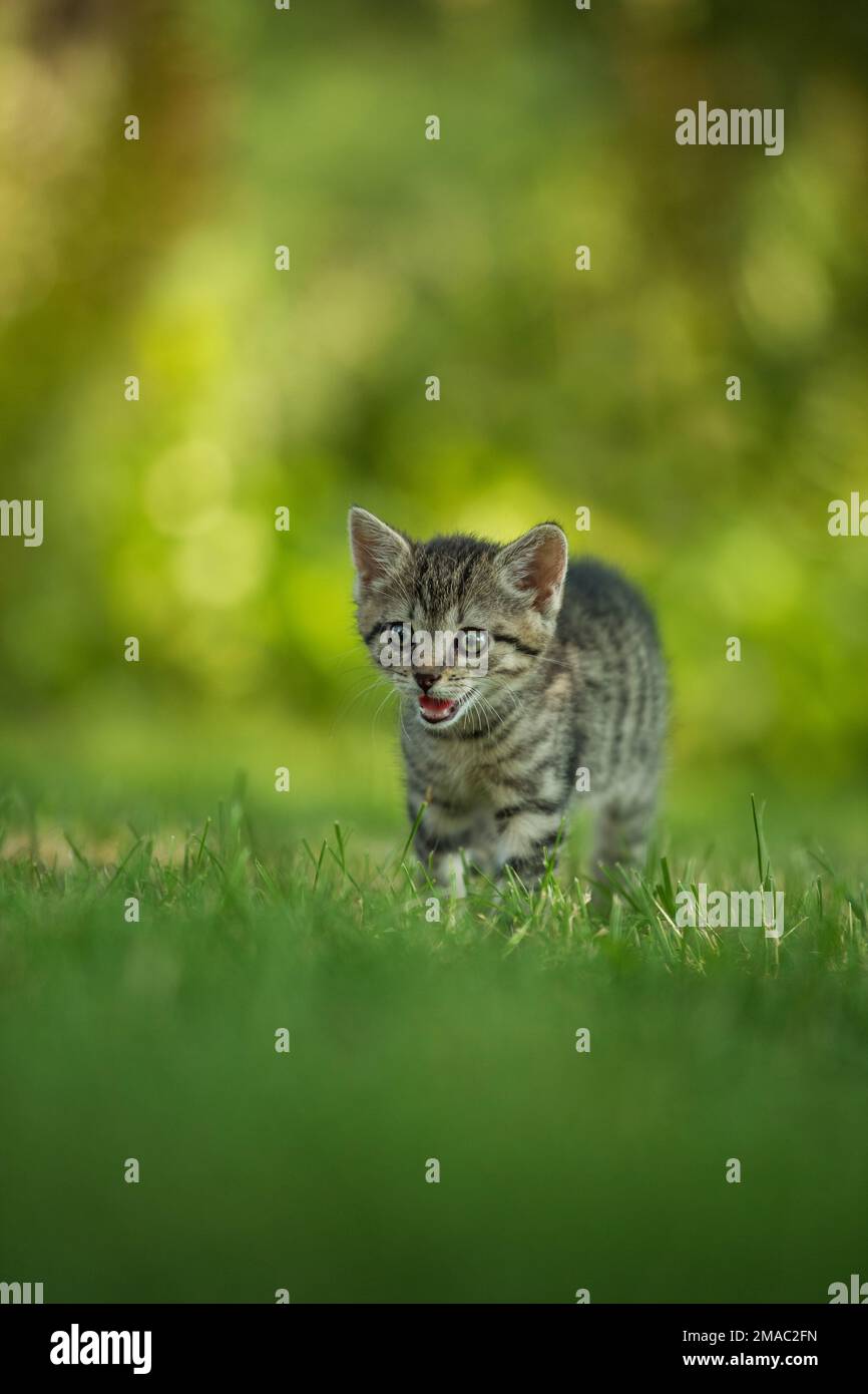 Cute tabby kitten running in a sommer meadow Stock Photo - Alamy