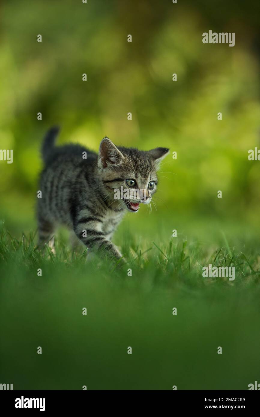 Cute tabby kitten running in a sommer meadow Stock Photo - Alamy