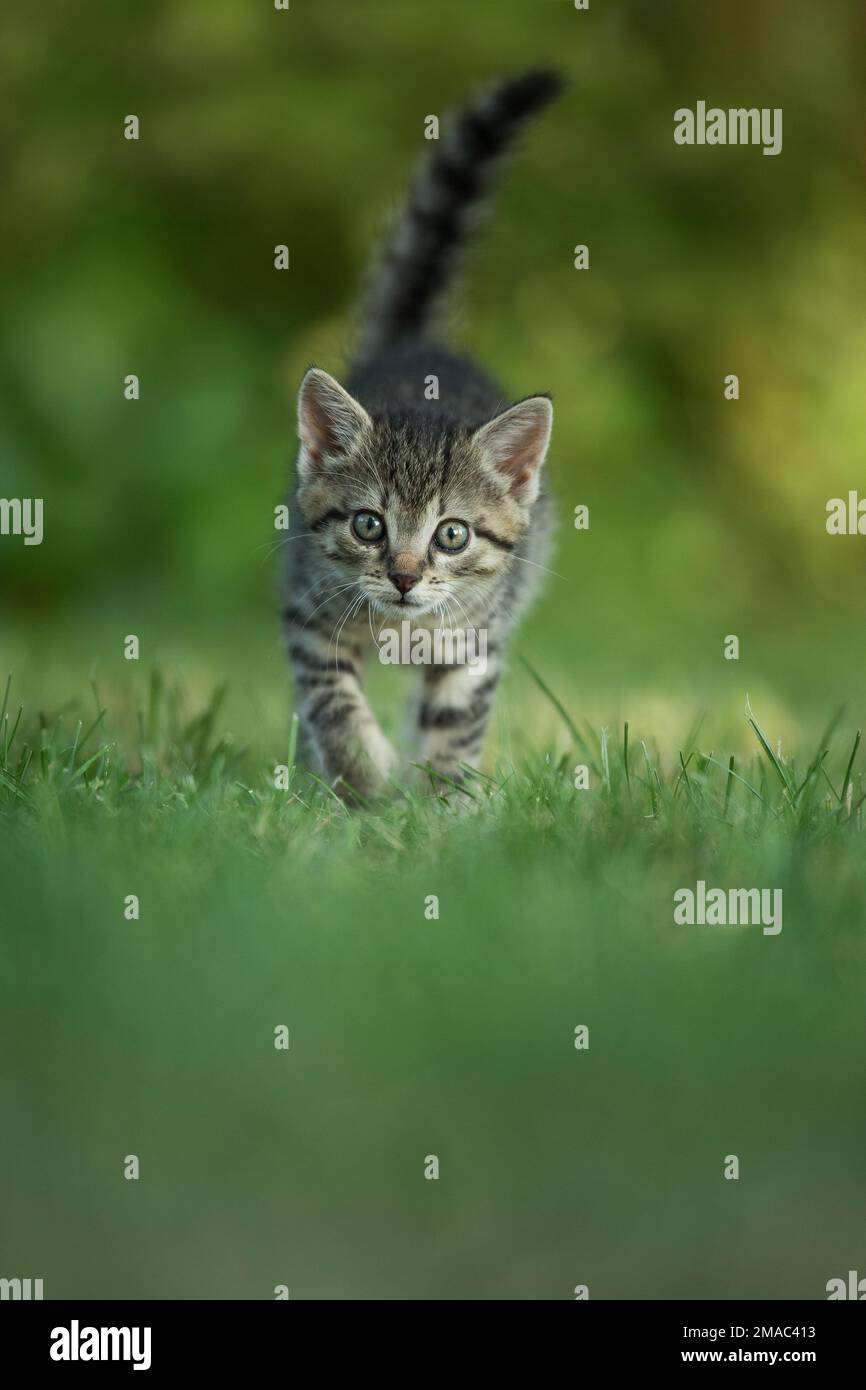 Cute tabby kitten running in a sommer meadow Stock Photo - Alamy