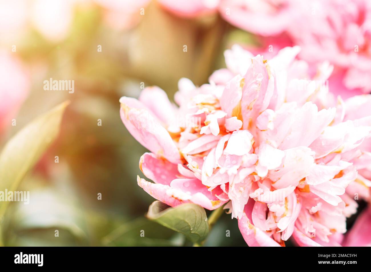 Floral background from a bush of purple peonies Stock Photo - Alamy