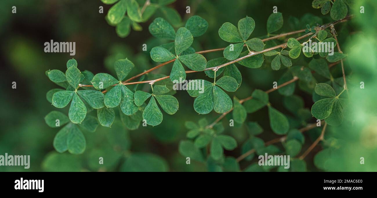 Shrub background with green leaves against blurred background Stock ...