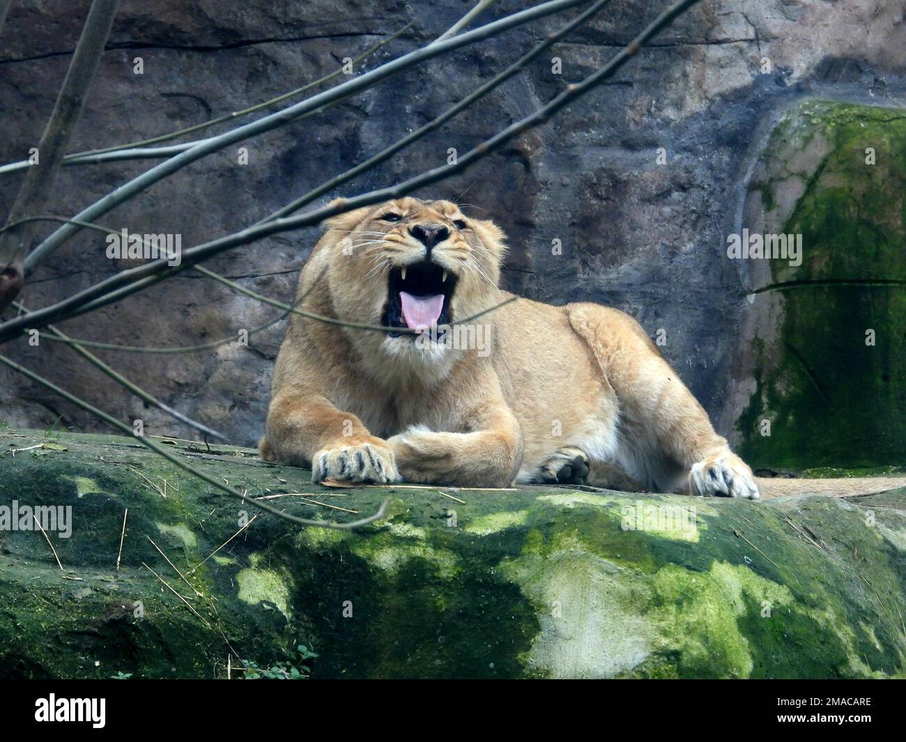 The bioparco hi-res stock photography and images - Alamy