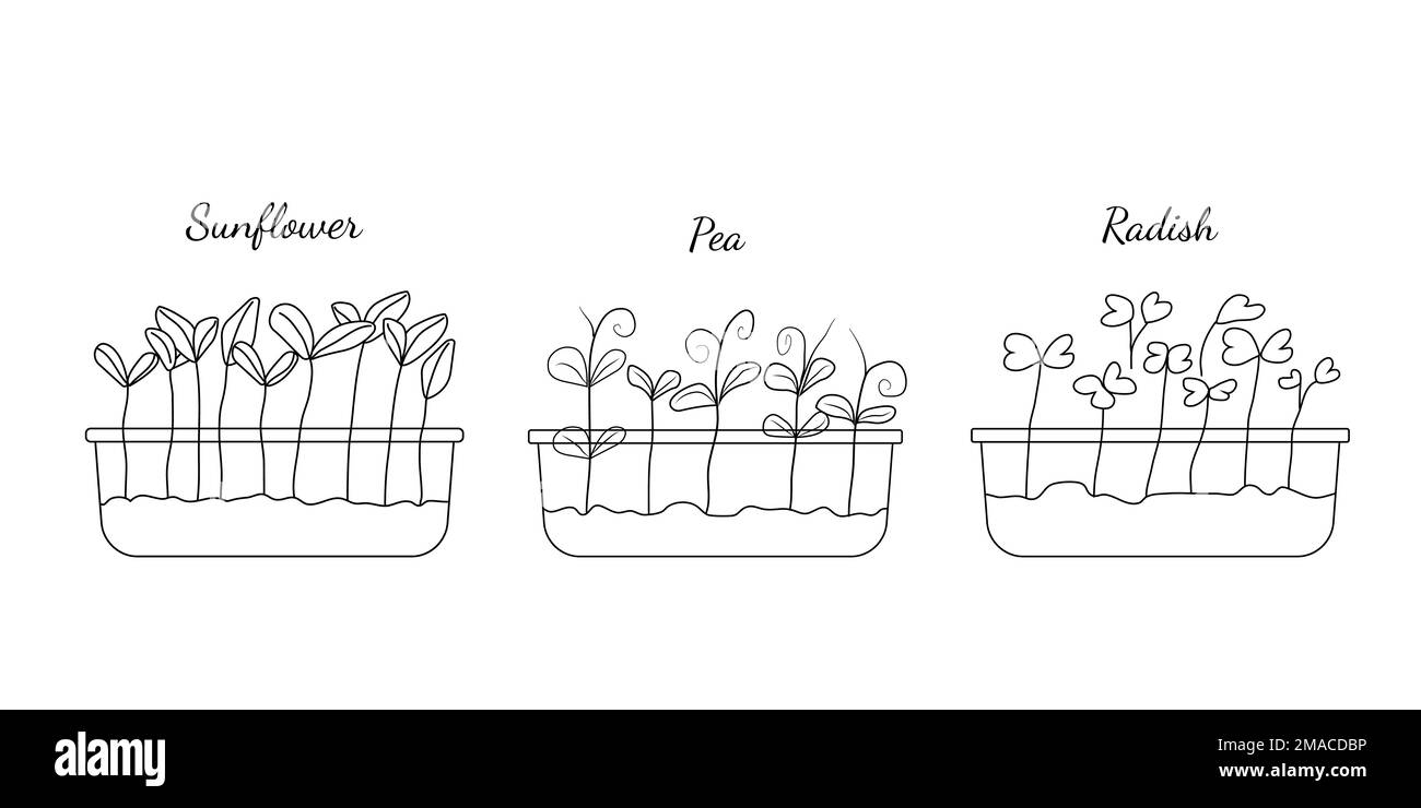 Hand drawn set if micro greens. Vector illustration in sketch style ...