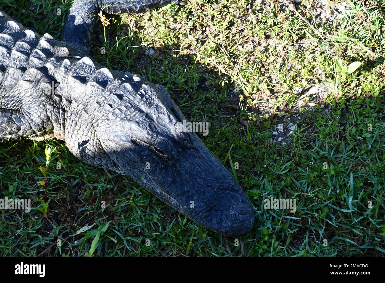 This dangerous crocodile, walking towards its prey Stock Photo - Alamy