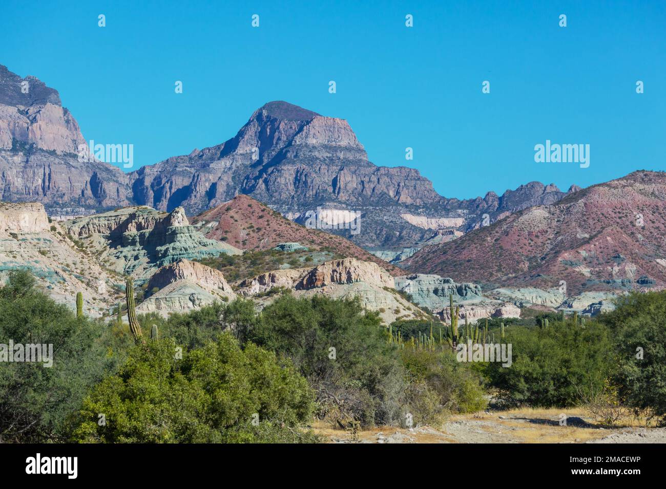 Cactus fields in Mexico, Baja California Stock Photo - Alamy