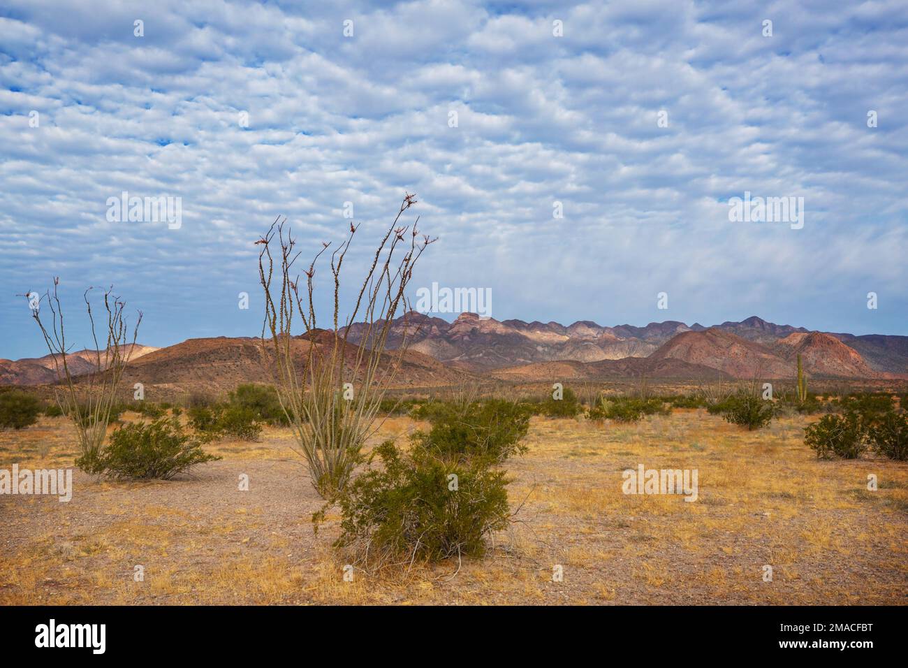 Cactus fields in Mexico, Baja California Stock Photo - Alamy