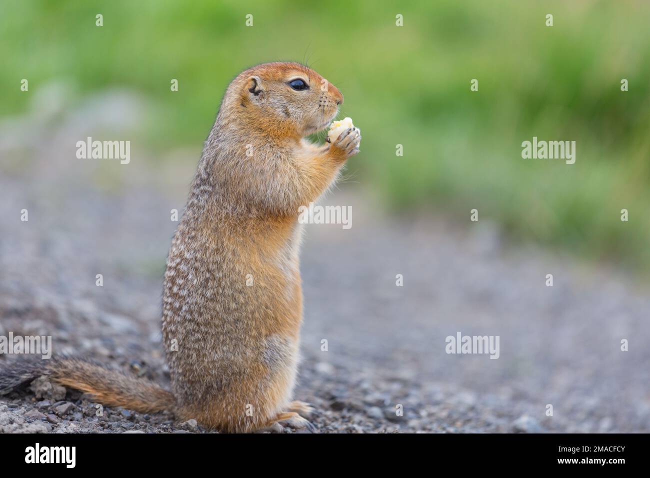 An arctic ground squirrel eating Stock Photo - Alamy