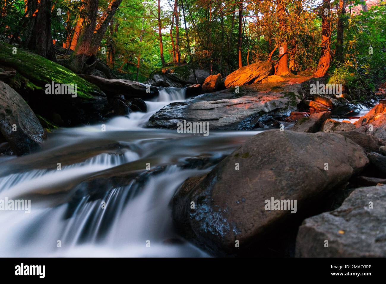 A natural view of a creek flowing on a rocky river in a forest with ...