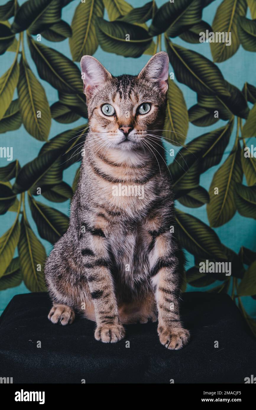 Tabby cat in front of tropical palm leaf background Stock Photo - Alamy
