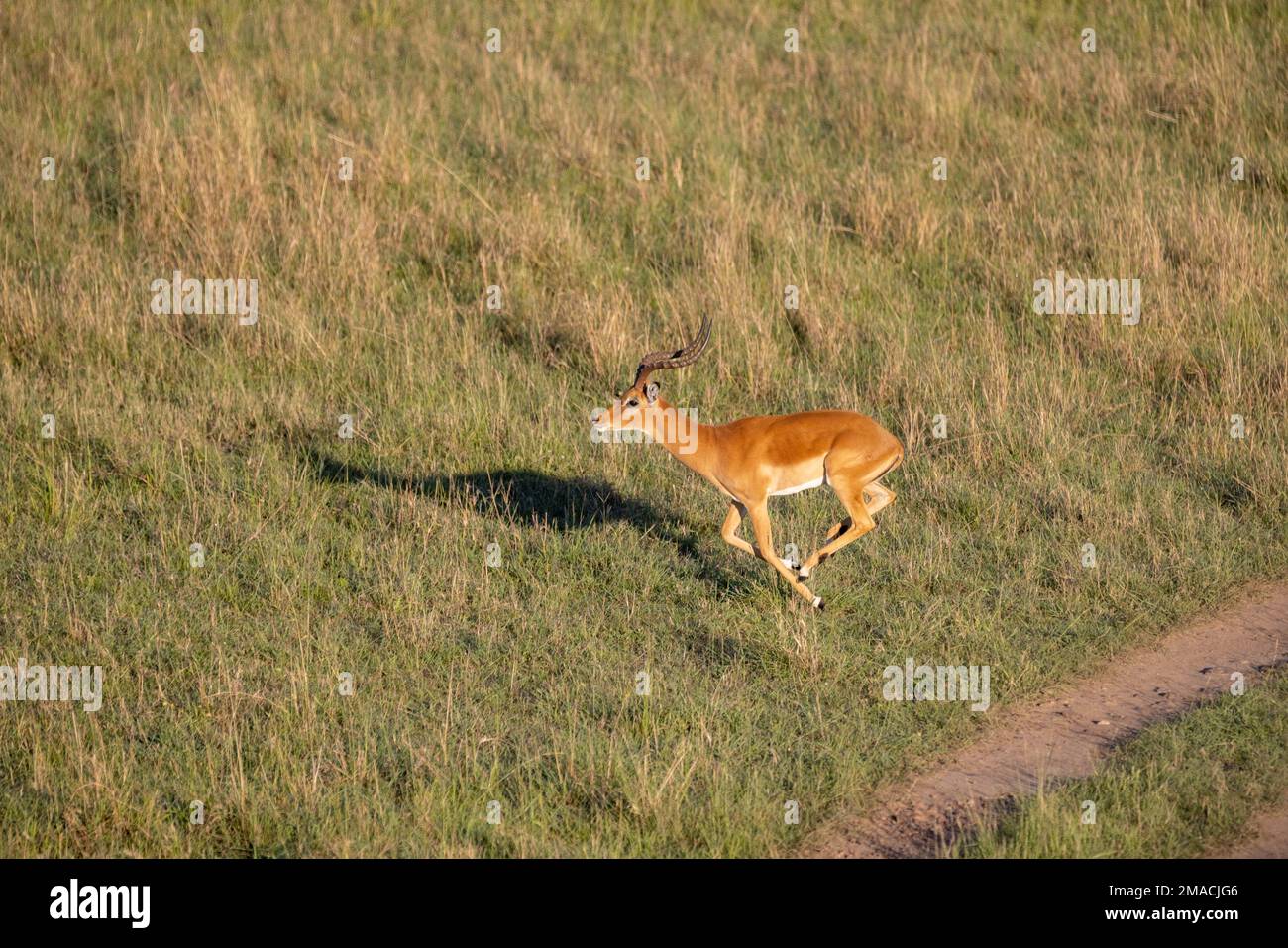 Impala running in African plains Stock Photo - Alamy