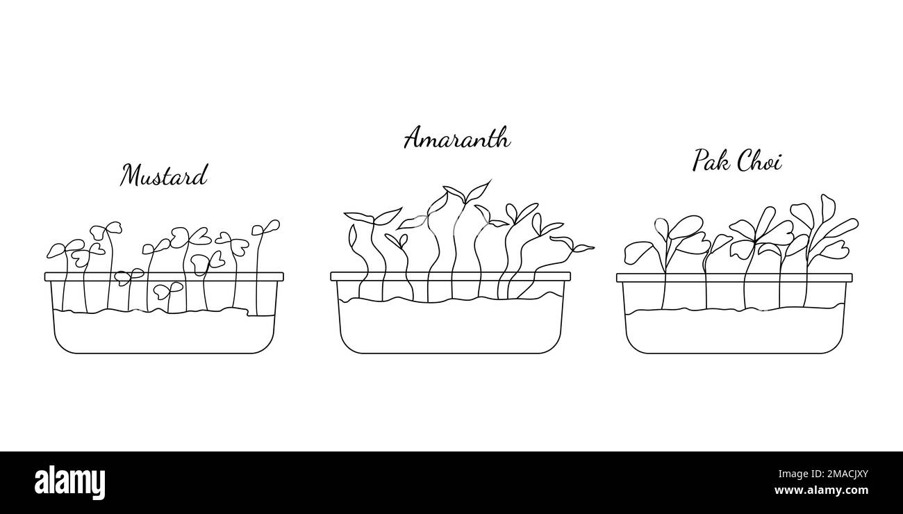 Hand drawn set if micro greens. Vector illustration in sketch style ...
