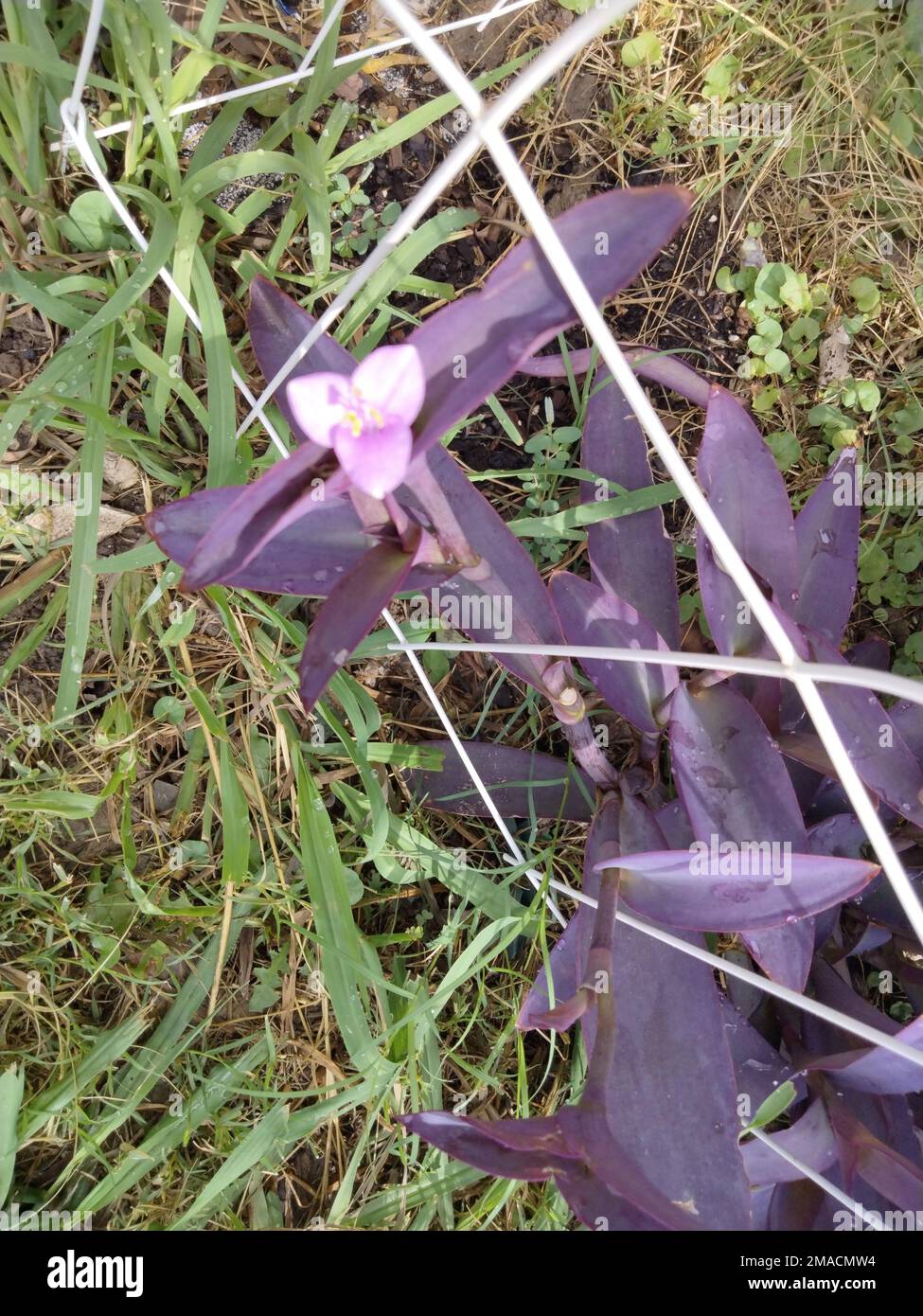 Purple queen flower hi-res stock photography and images - Alamy