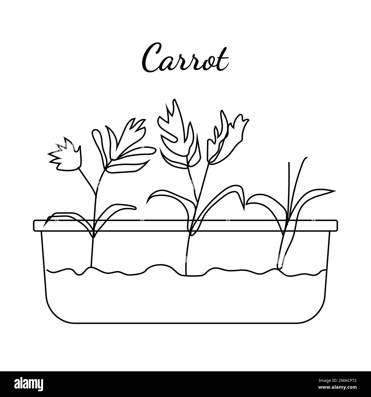 Hand drawn carrot micro greens. Vector illustration in sketch style ...