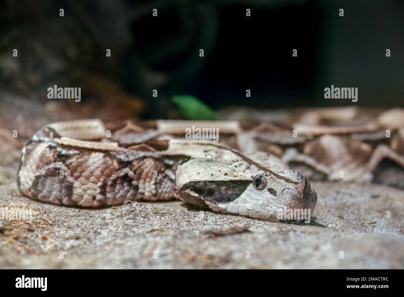African gaboon viper hi-res stock photography and images - Alamy