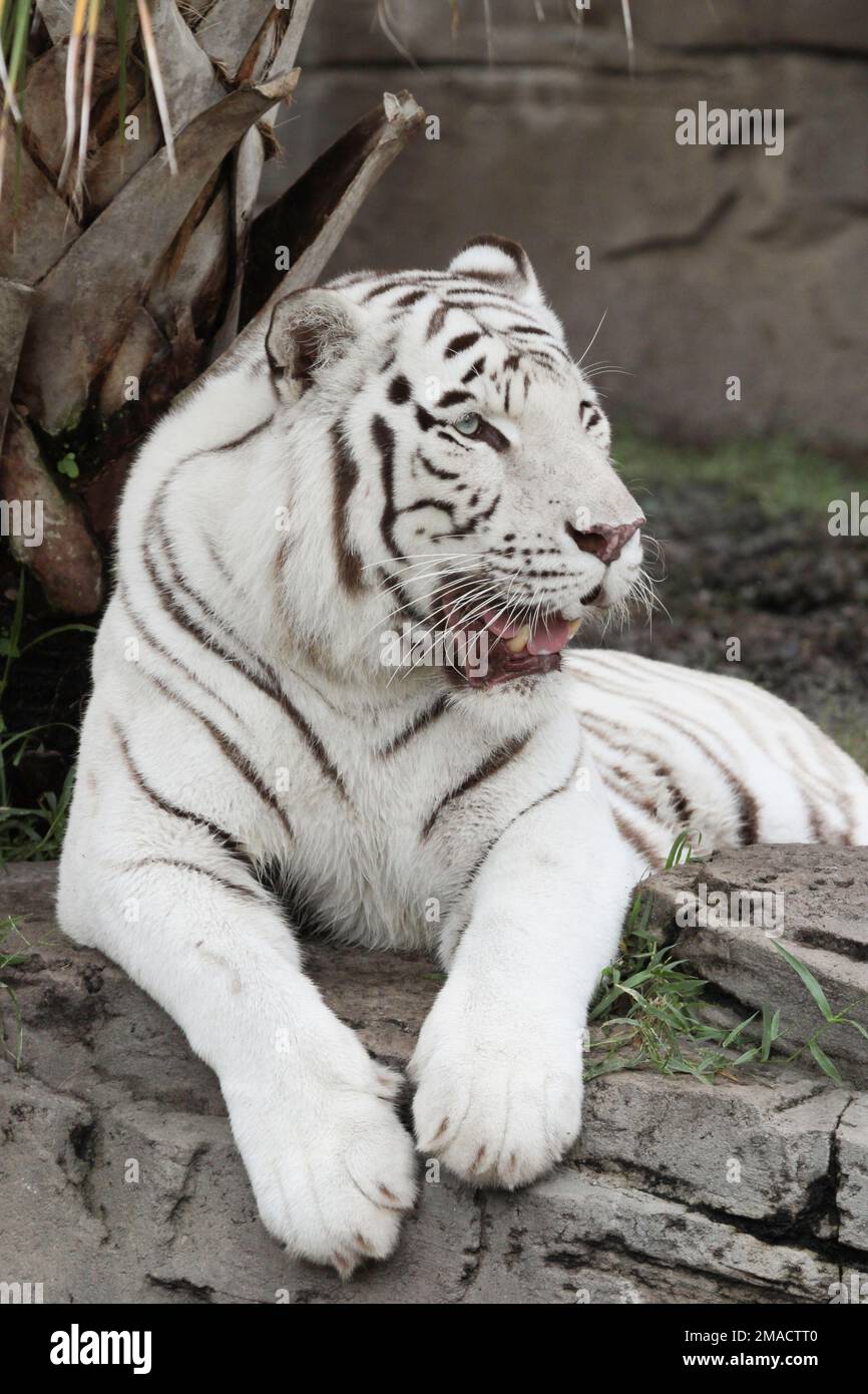 A vertical shot of a roaring white tiger Stock Photo - Alamy