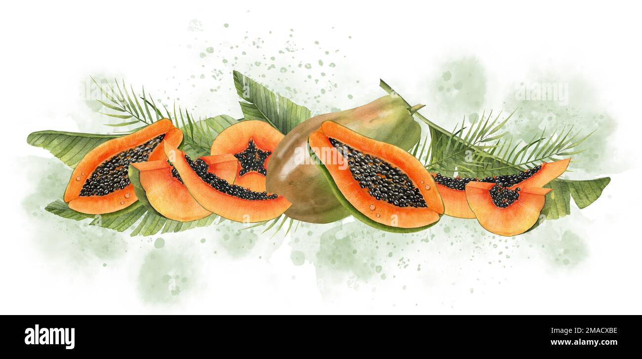 Papaya Fruit and green palm Leaves with abstract watercolor splashes ...