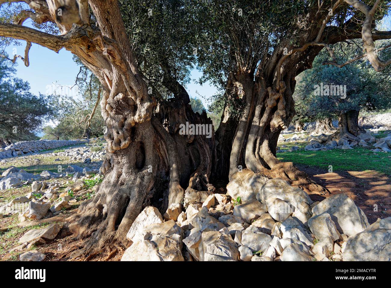 Millennial olive tree in the Island of Pag, Croatia. 2000 Years Old ...