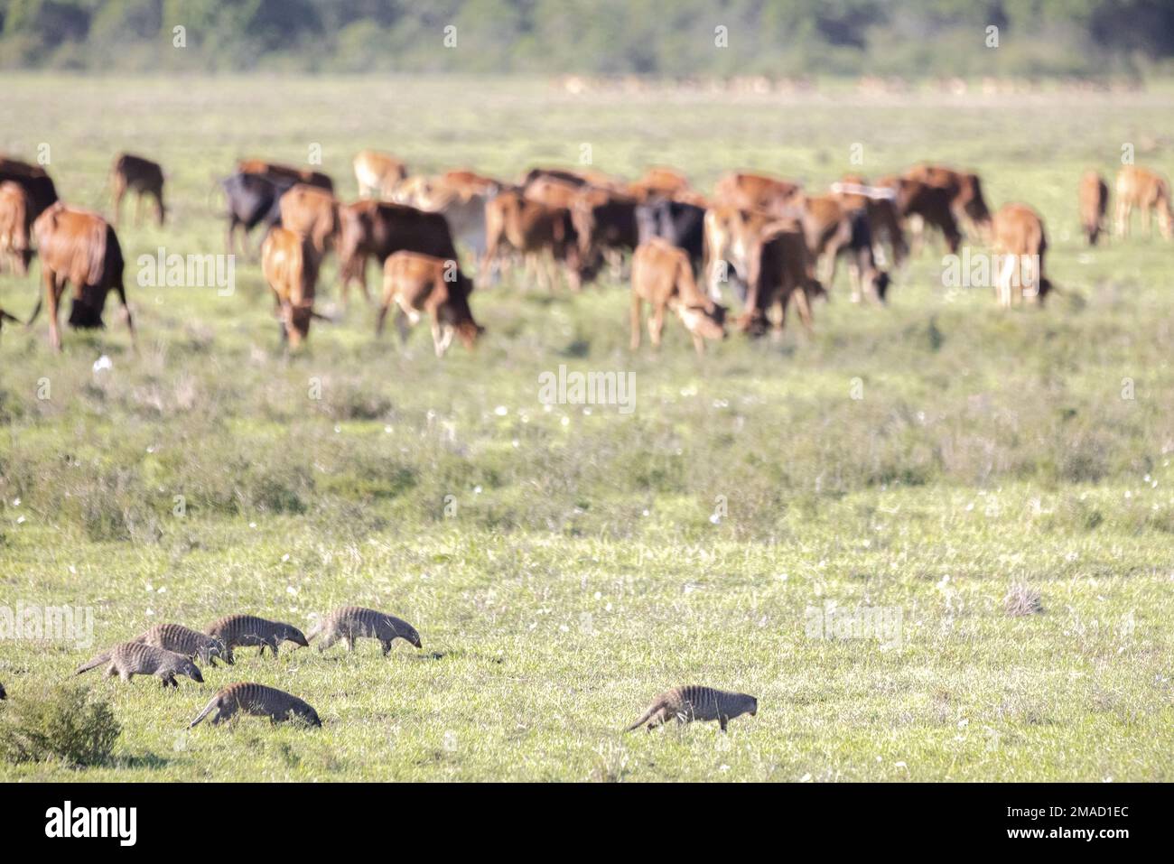 Mongooses cross in front of grazing impalas Stock Photo - Alamy