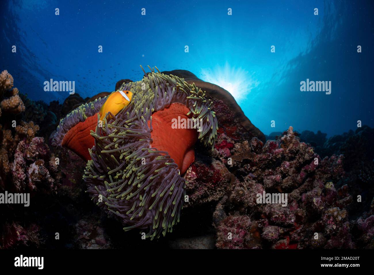 IMAGE DISTRIBUTED FOR NEKTON - In this image released on Wednesday, Sept. 28, 2022, A Blackfoot ...