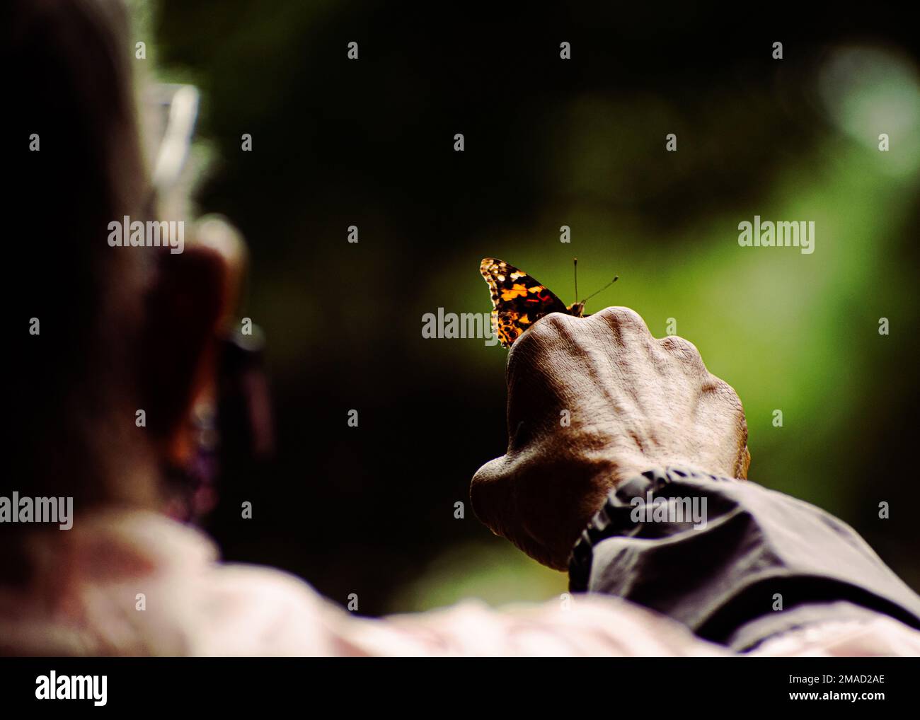 A Gold Star Family member releases a painted lady butterfly during a ...