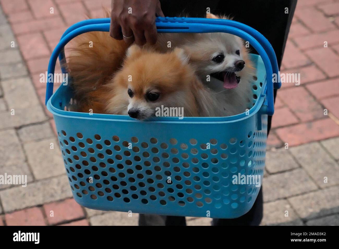 A man brings his dog for a vaccination during a world rabies day ...
