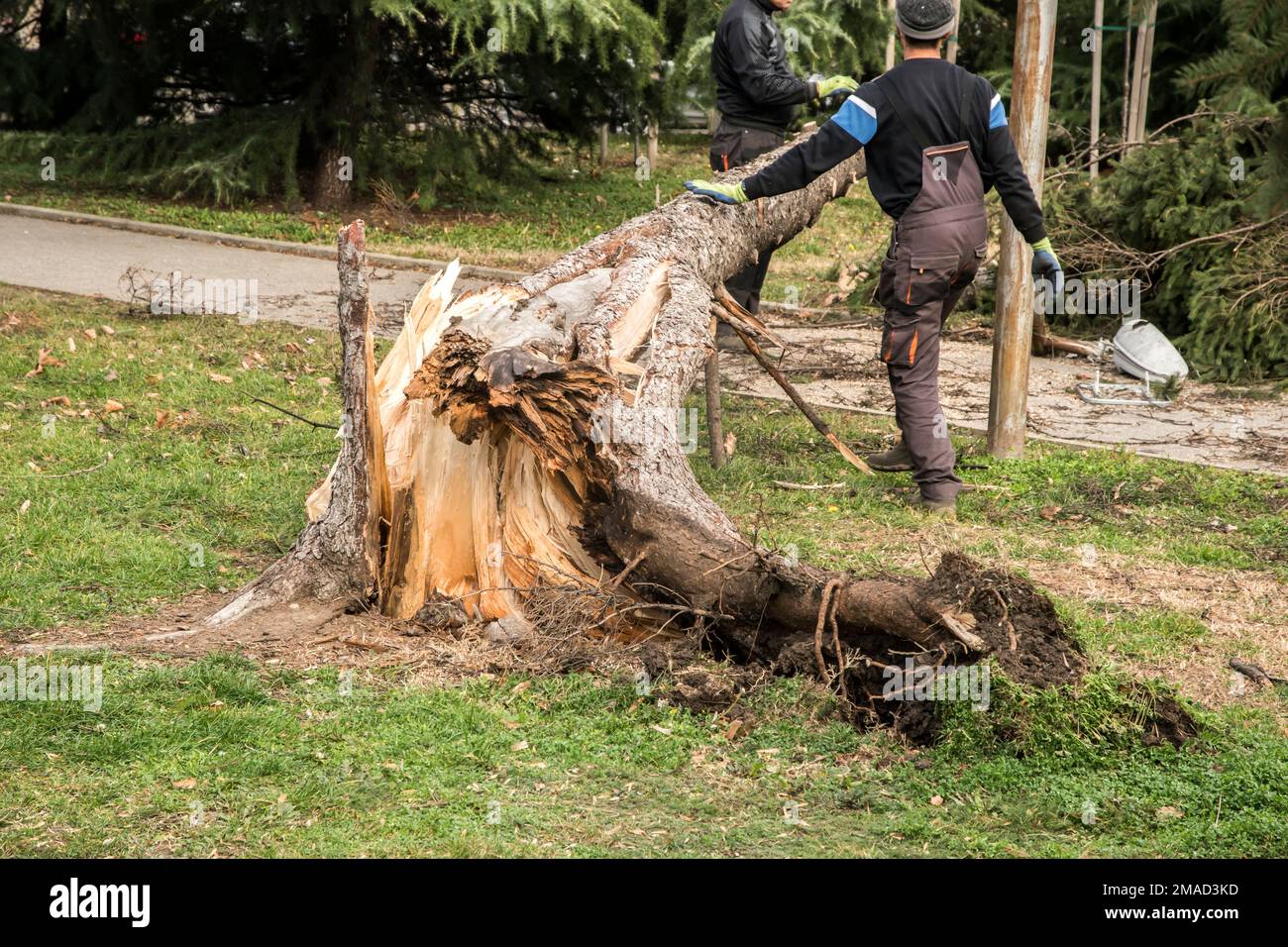 Downed lumber hi-res stock photography and images - Alamy