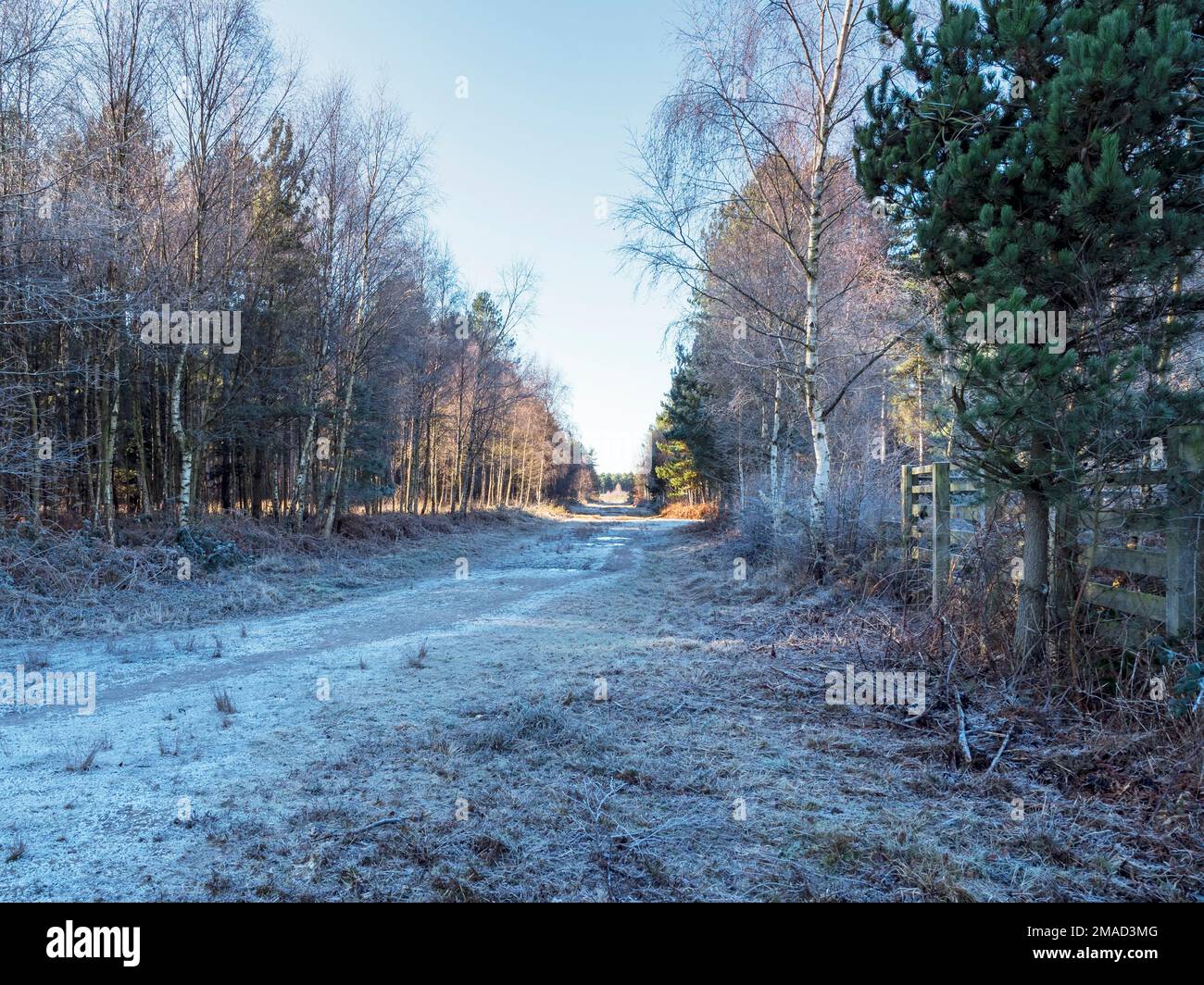 Allerthorpe woods hi-res stock photography and images - Alamy