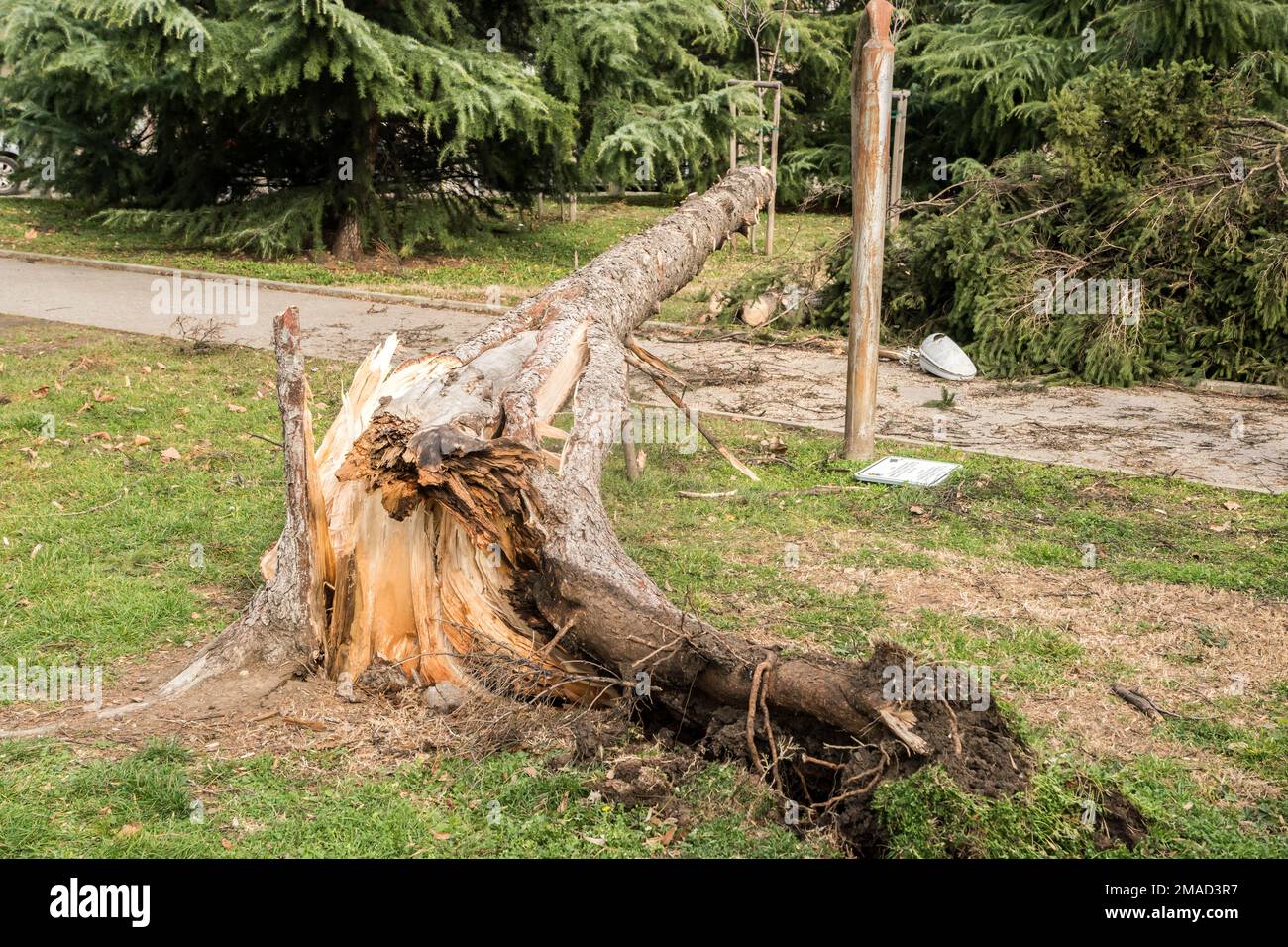Crushed tree on park alley by heavy storm Stock Photo - Alamy
