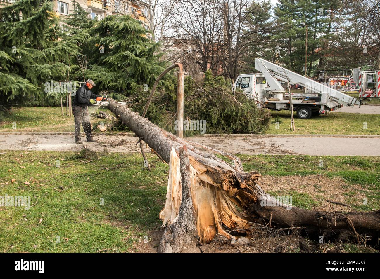 Downed lumber hi-res stock photography and images - Alamy