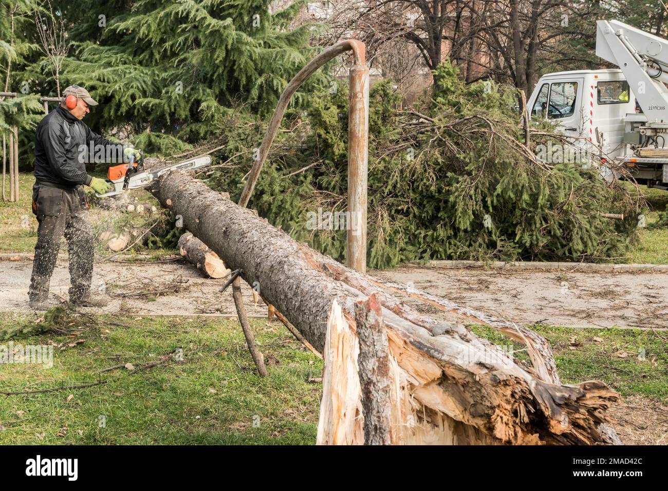 Downed lumber hi-res stock photography and images - Alamy