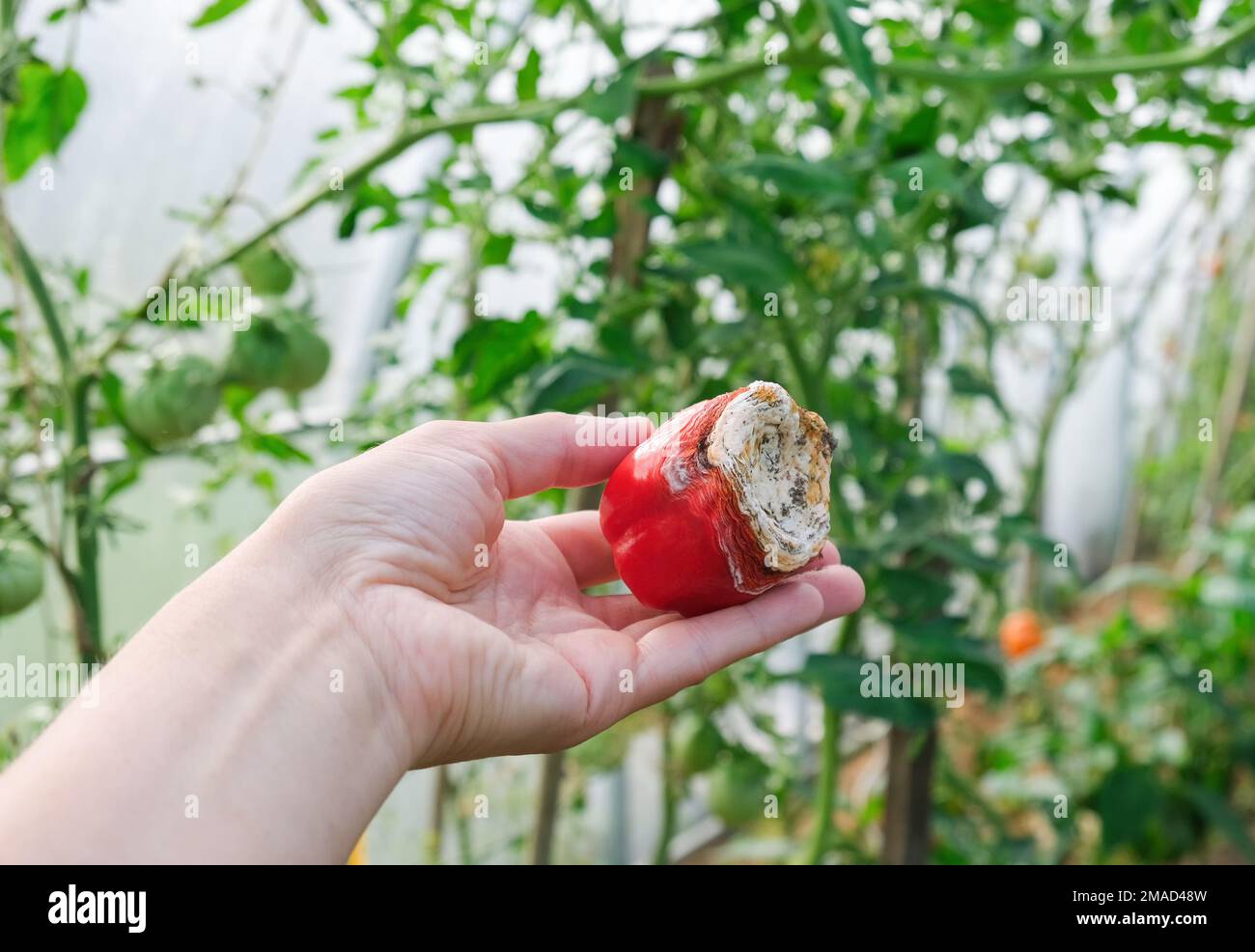 Sweet Bulgarian pepper, affected by Vertex Rot or pepper anthracnose ...