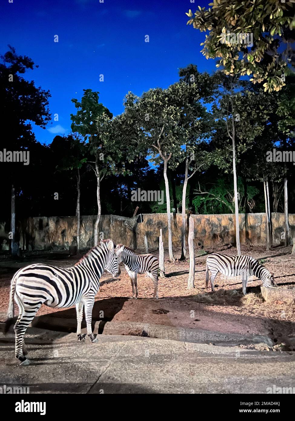 A zebra inside the zoo during night time Stock Photo - Alamy