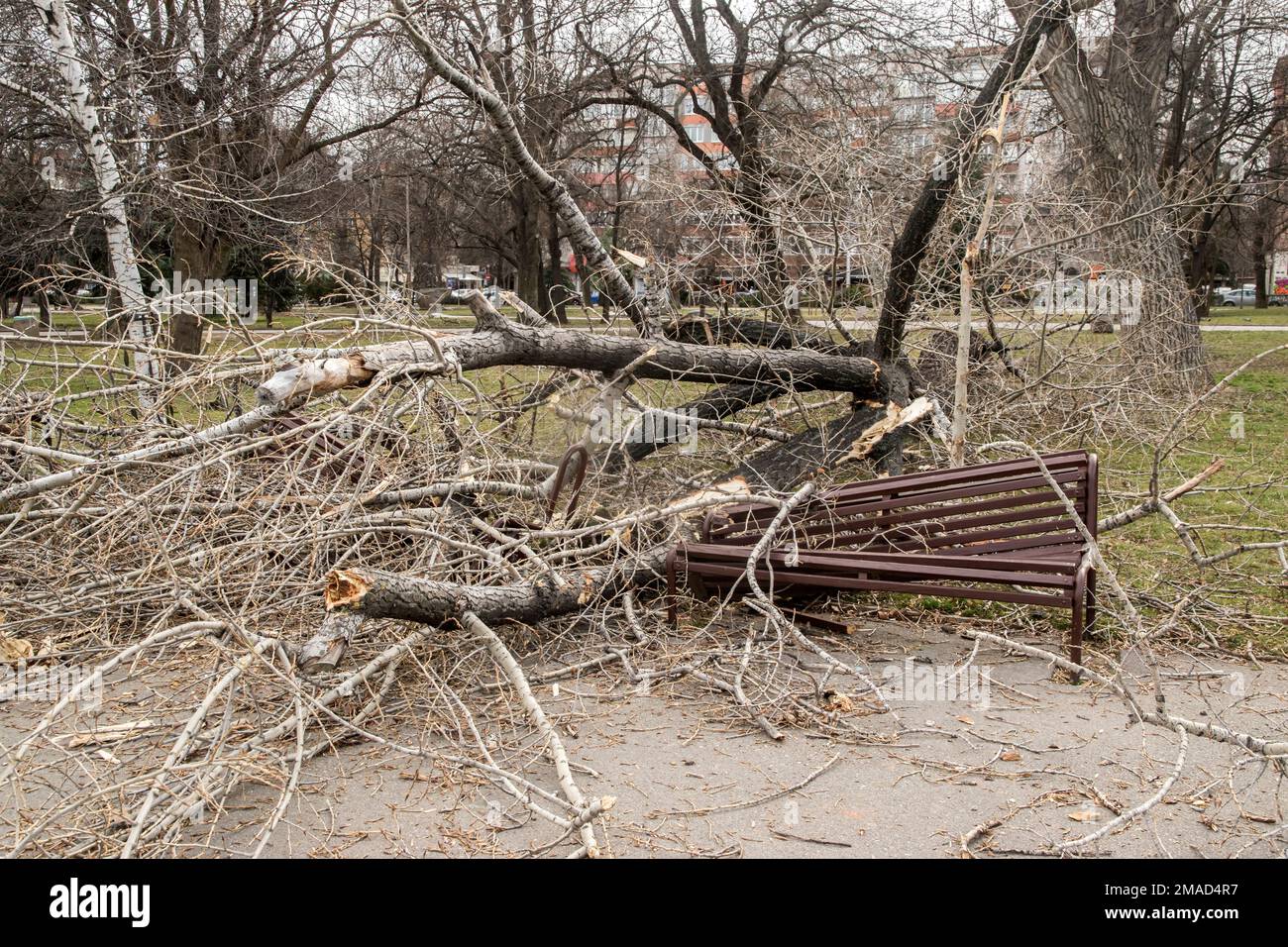 Park bench crushed by fallen tree after heavy storm Stock Photo - Alamy