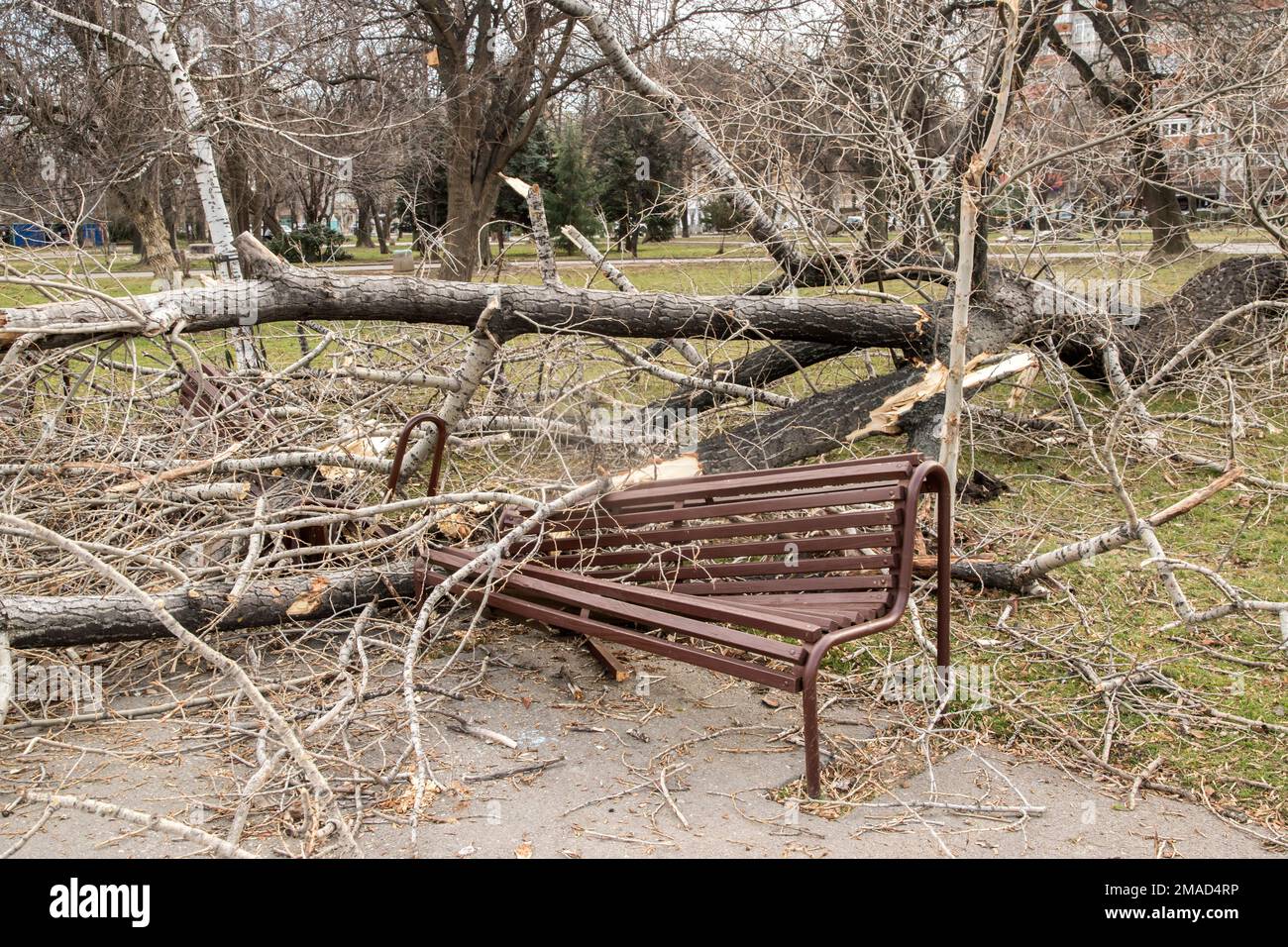 Park bench crushed by fallen tree after heavy storm Stock Photo - Alamy