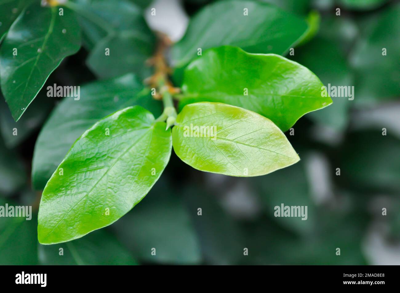 ficus pumila or climbing fig in the garden Stock Photo - Alamy