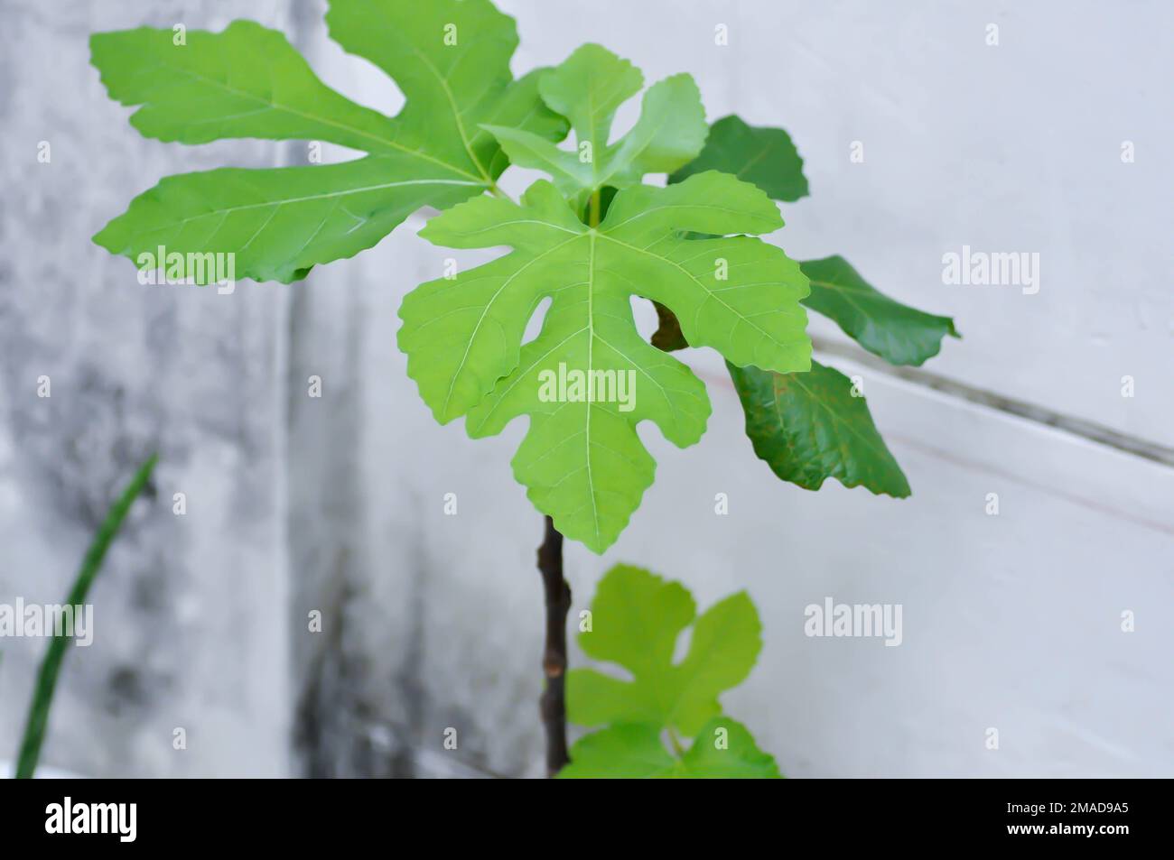 Ficus carica, fig or common fig plant or fig leaf or new born fig Stock ...