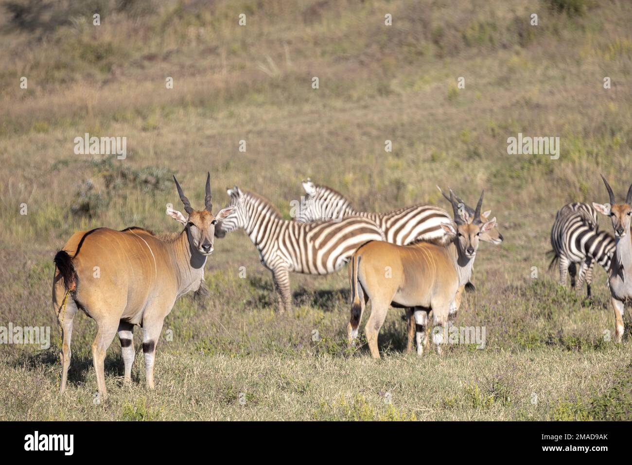 Impala with zebras hi-res stock photography and images - Alamy