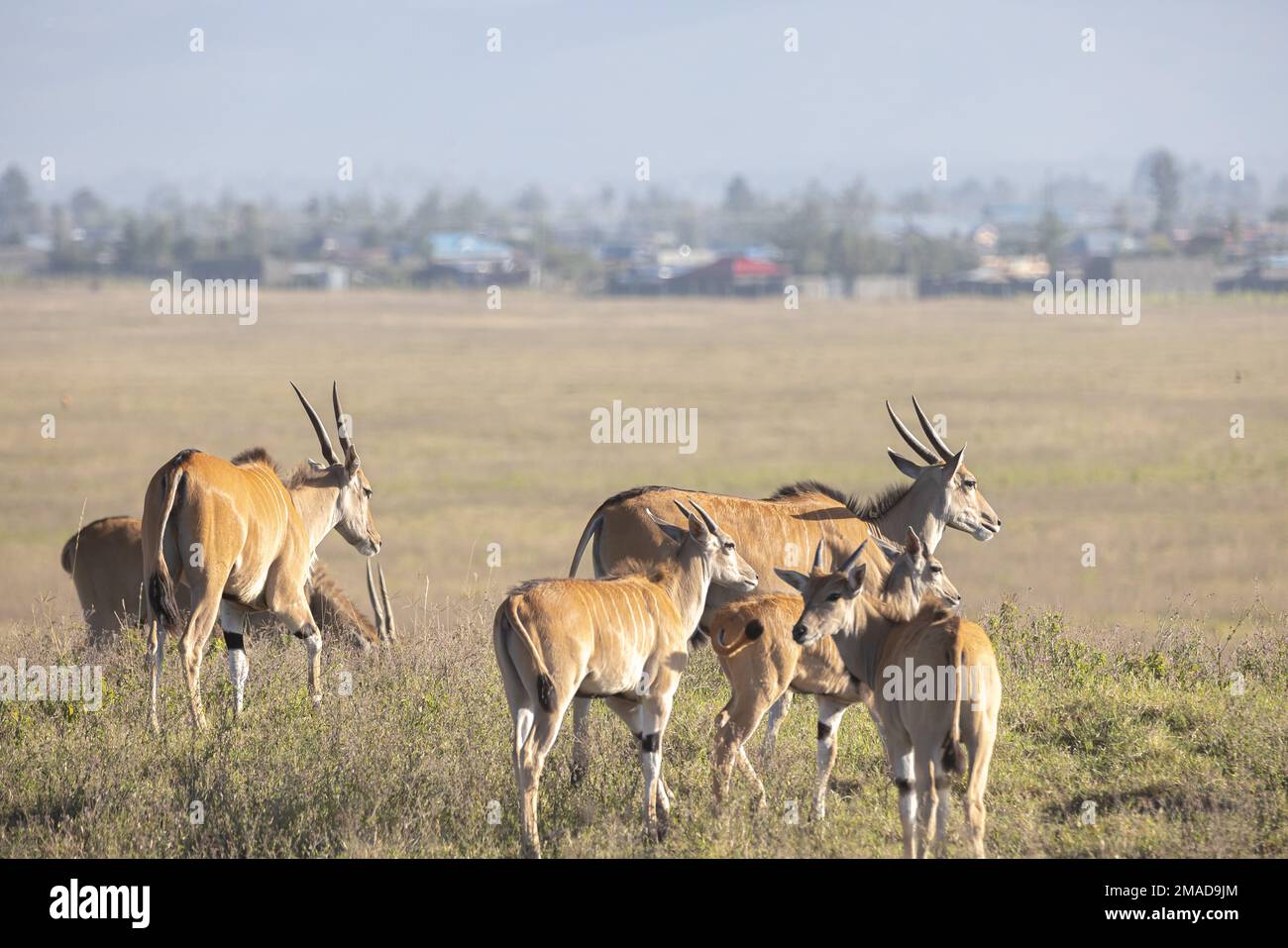 The springbok and the impala hi-res stock photography and images - Alamy