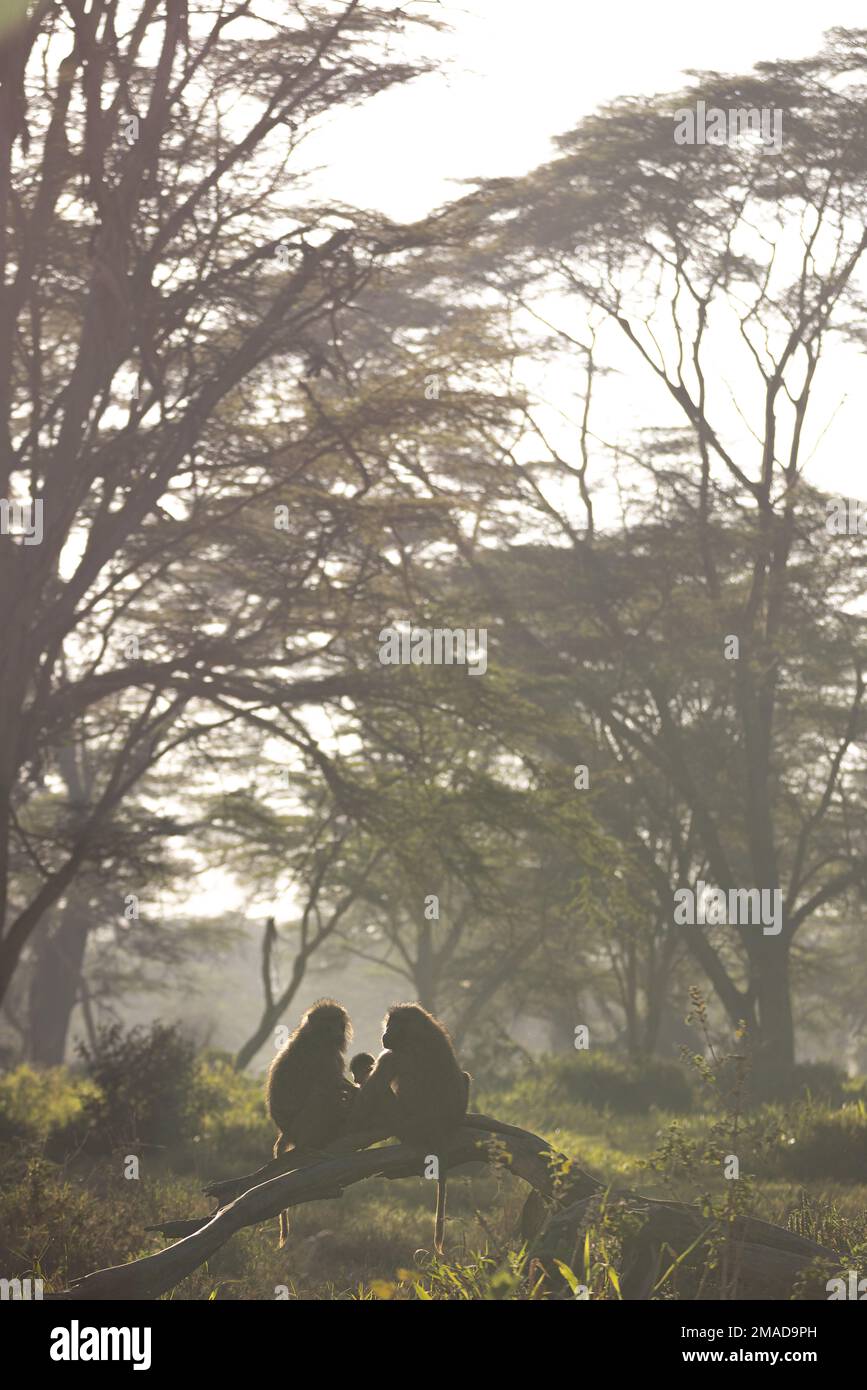 Two monkeys rest under the trees of Lake Nakura Stock Photo - Alamy