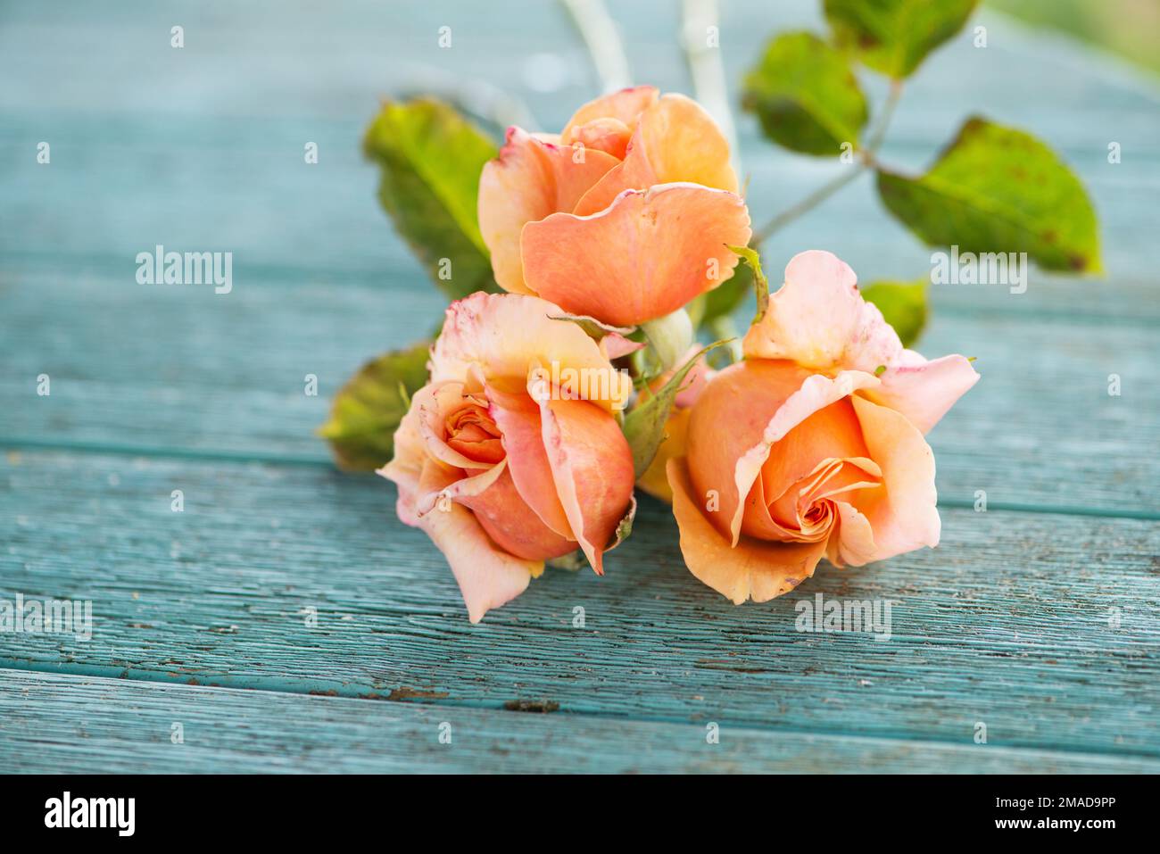 Apricot roses hi-res stock photography and images - Alamy