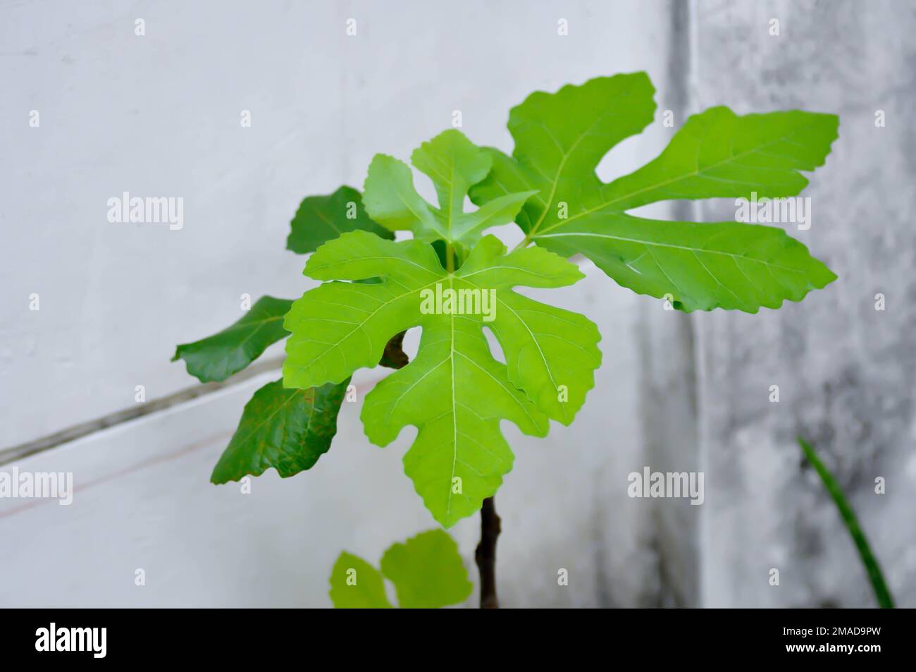 Ficus carica, fig or common fig plant or fig leaf or new born fig Stock ...