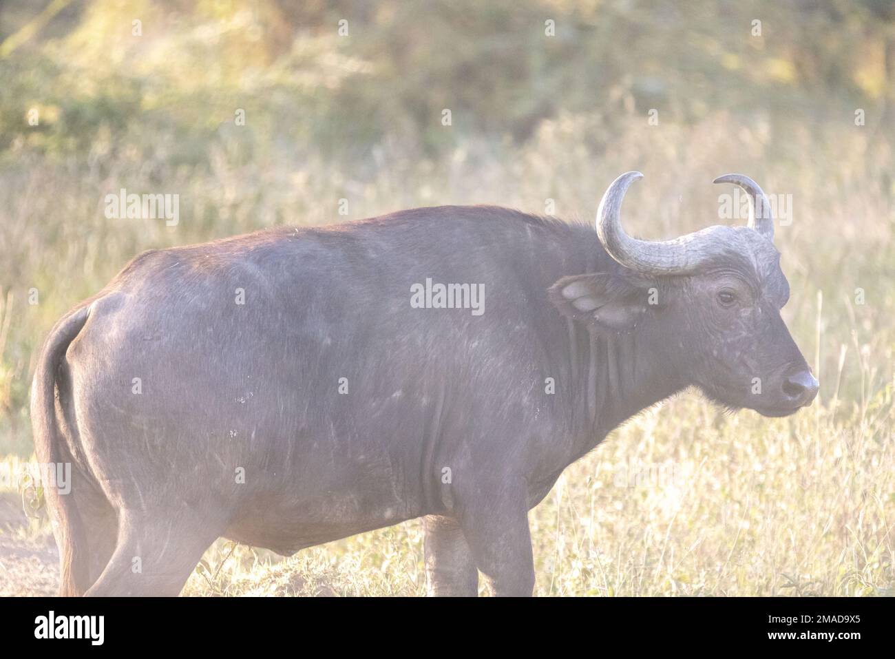 Water Buffalos cross road Stock Photo - Alamy