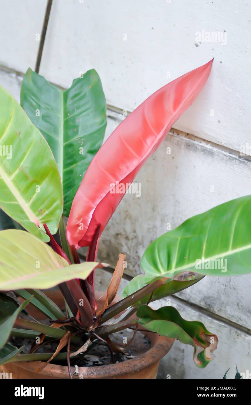 Philodendron sunlight ,Philodendron plant or red leaf in the garden ...