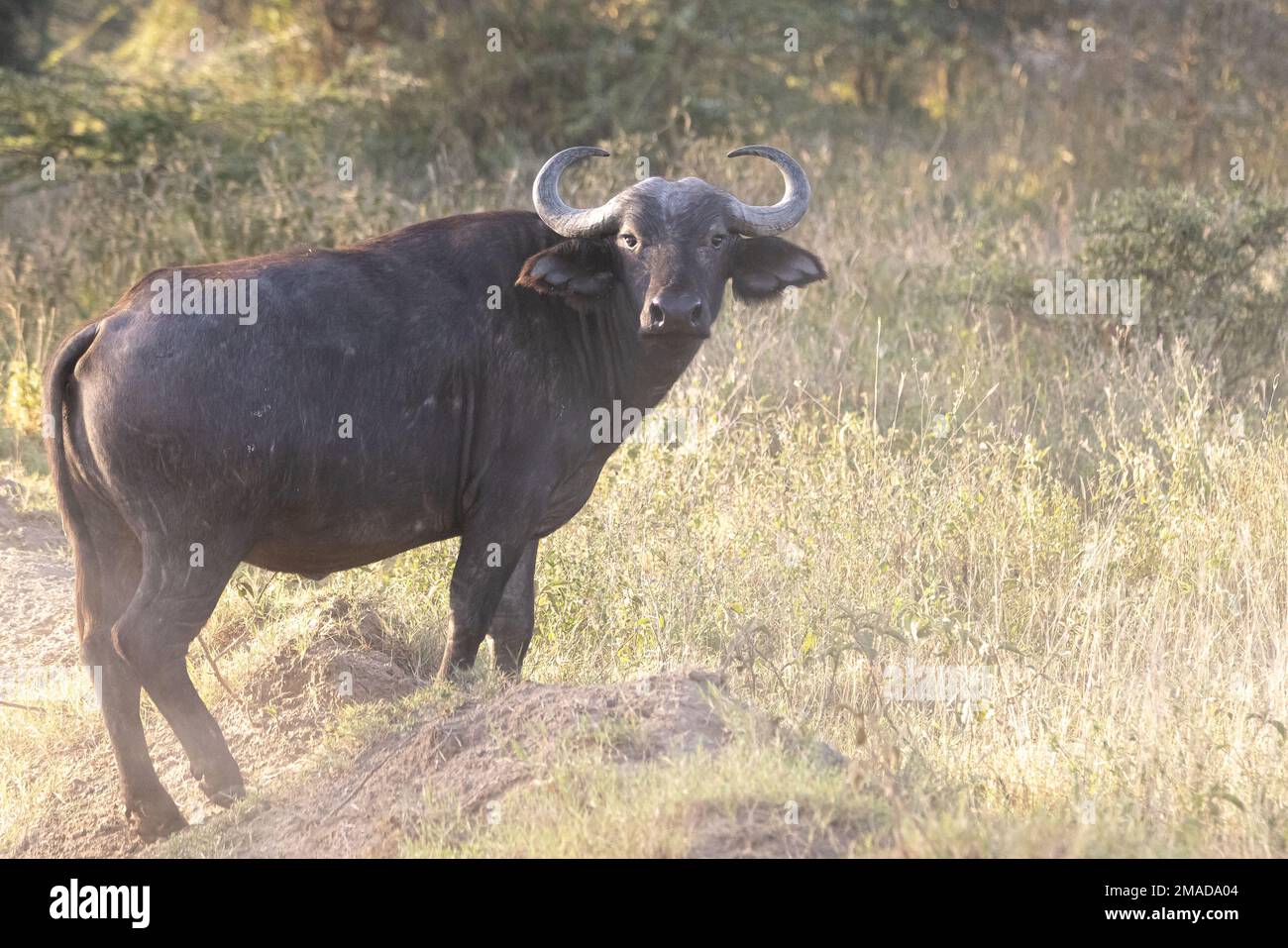 Water Buffalos cross road Stock Photo - Alamy