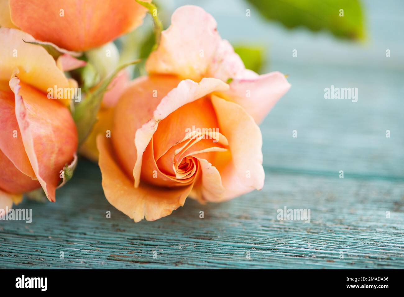 Apricot roses hi-res stock photography and images - Alamy